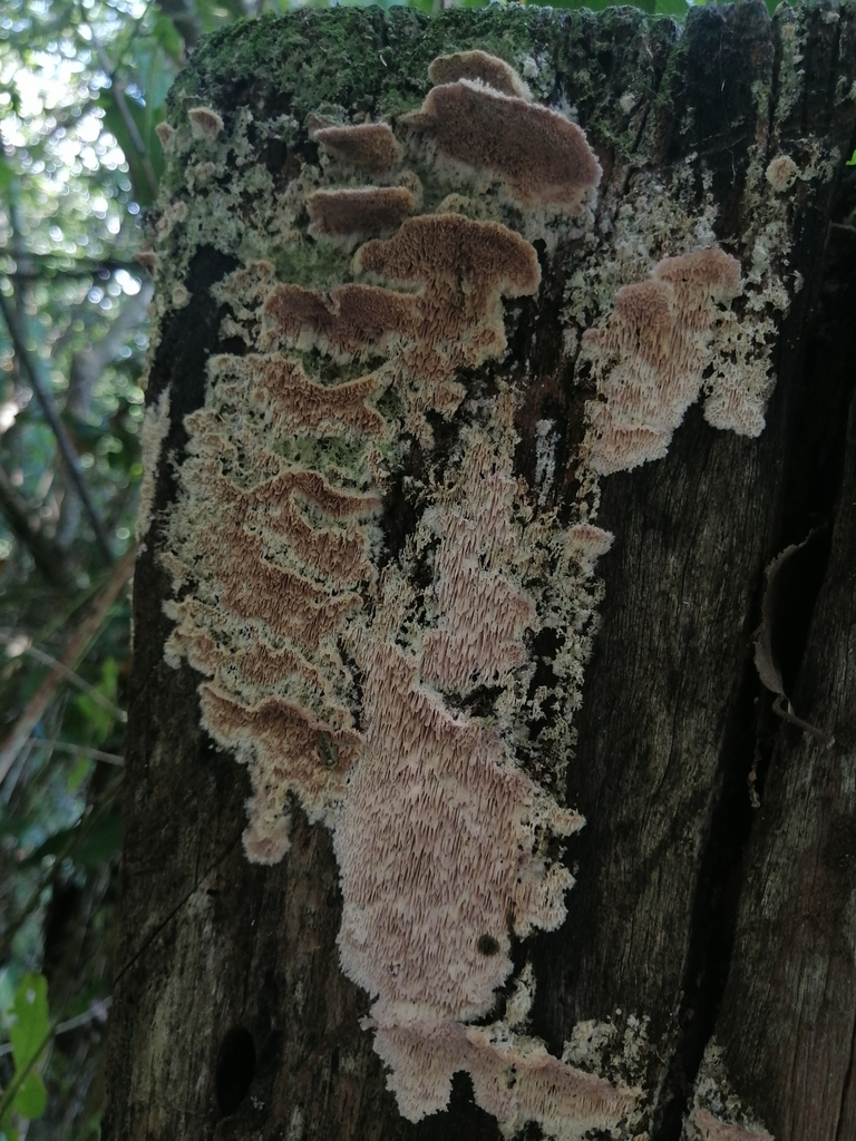 Trichaptum from Selva/acahual de Bethania on October 13, 2021 at 11:58 ...