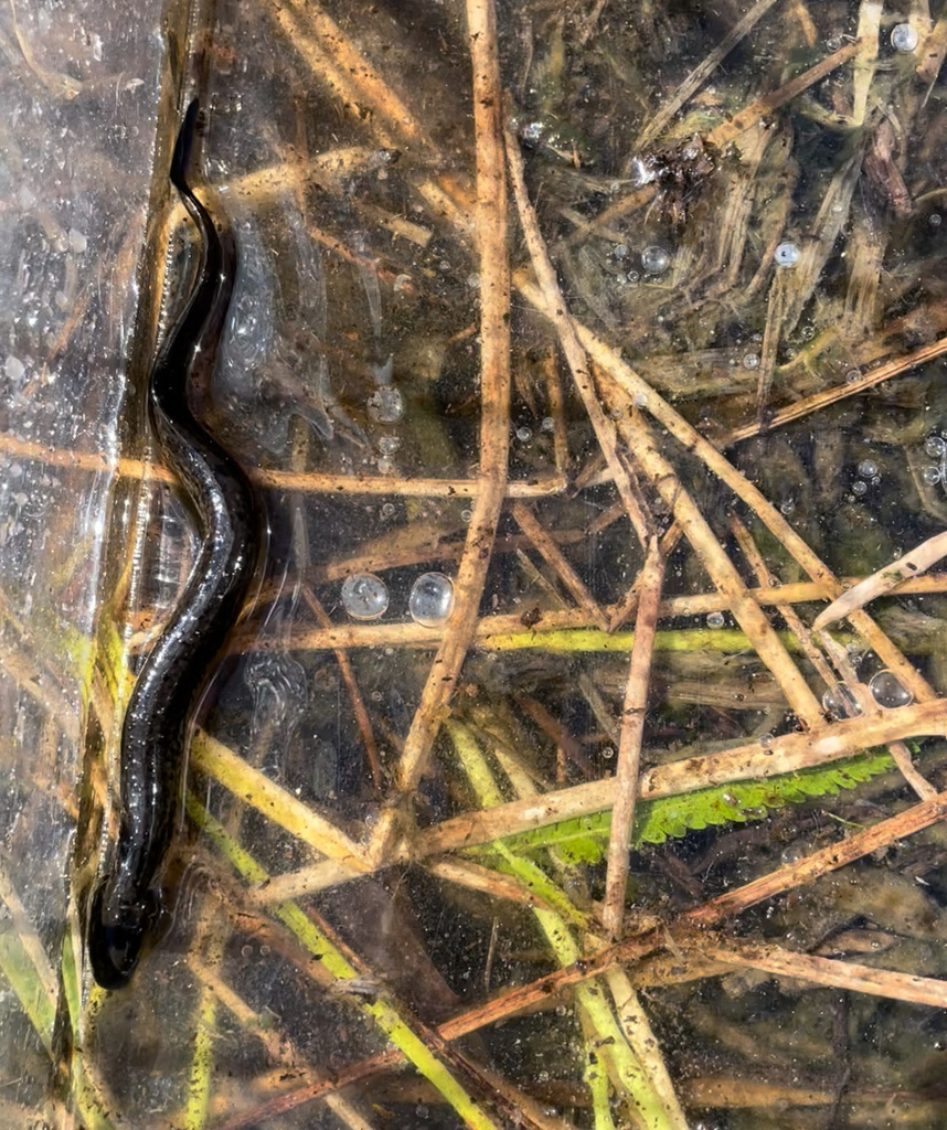 Greater Siren from Palm Beach Gardens, FL, US on February 10, 2022 at ...