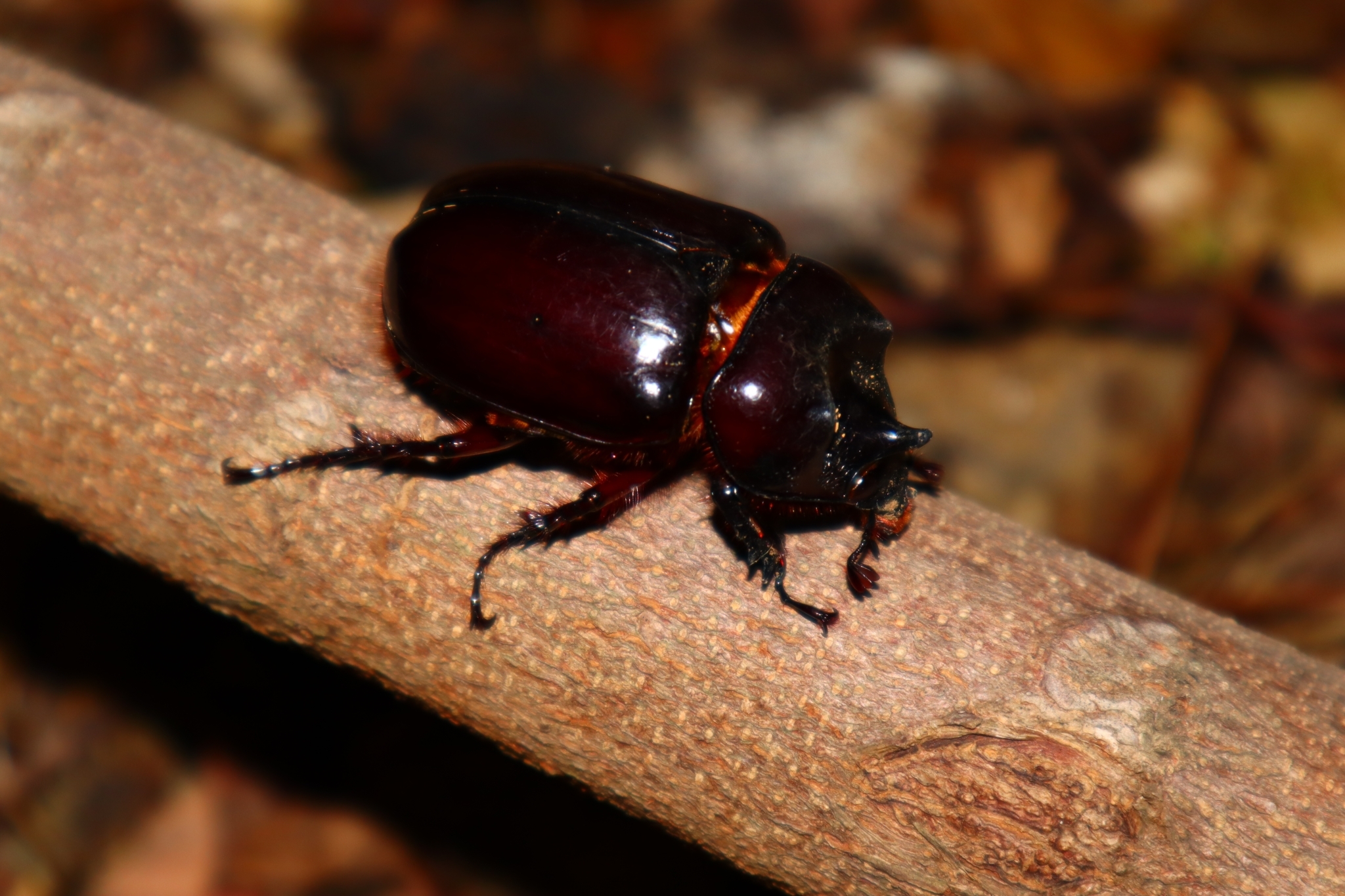 Strategus oblongus (Palisot de Beauvois, 1805)