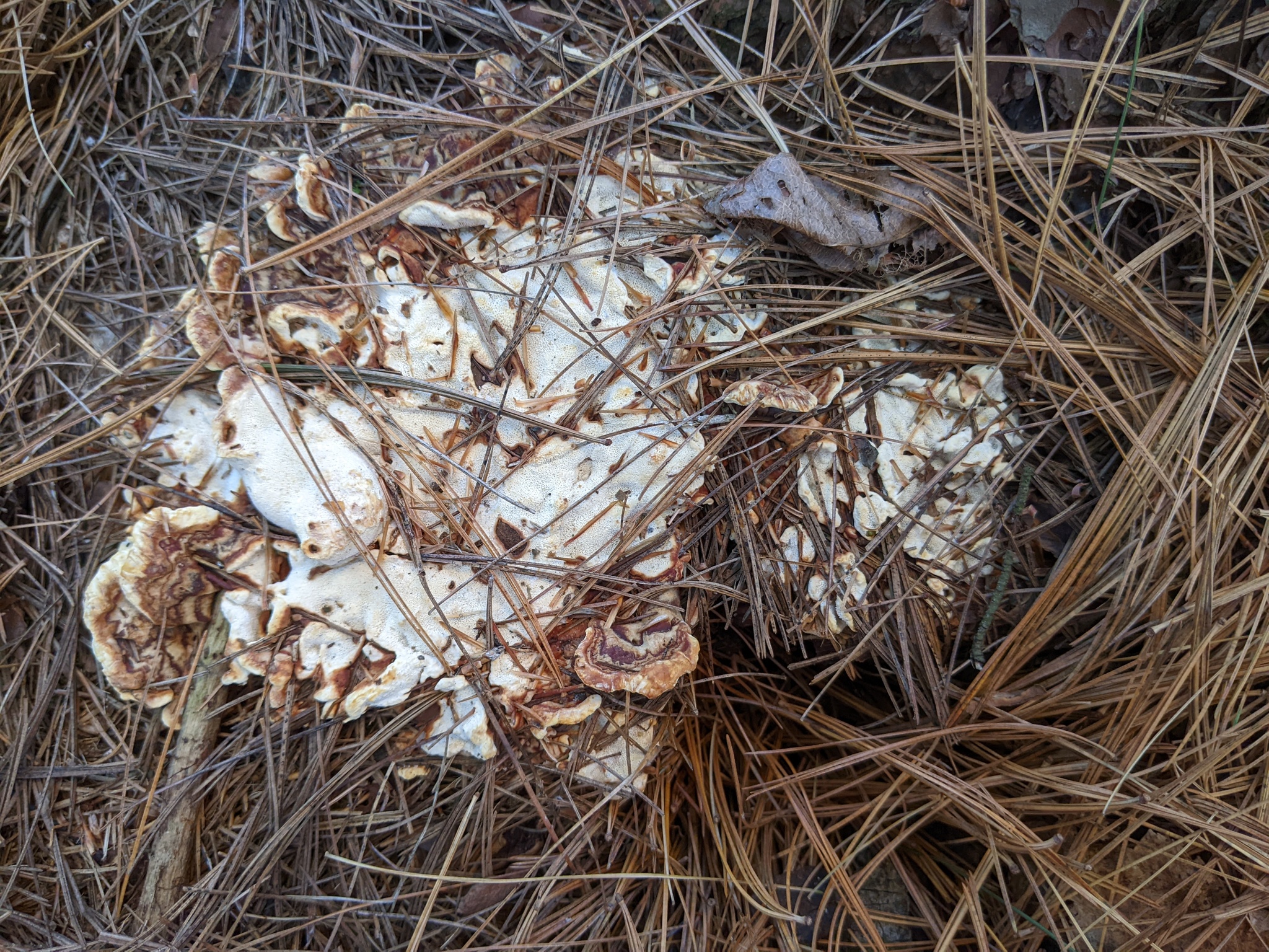 Heterobasidion irregulare Garbel. & Otrosina