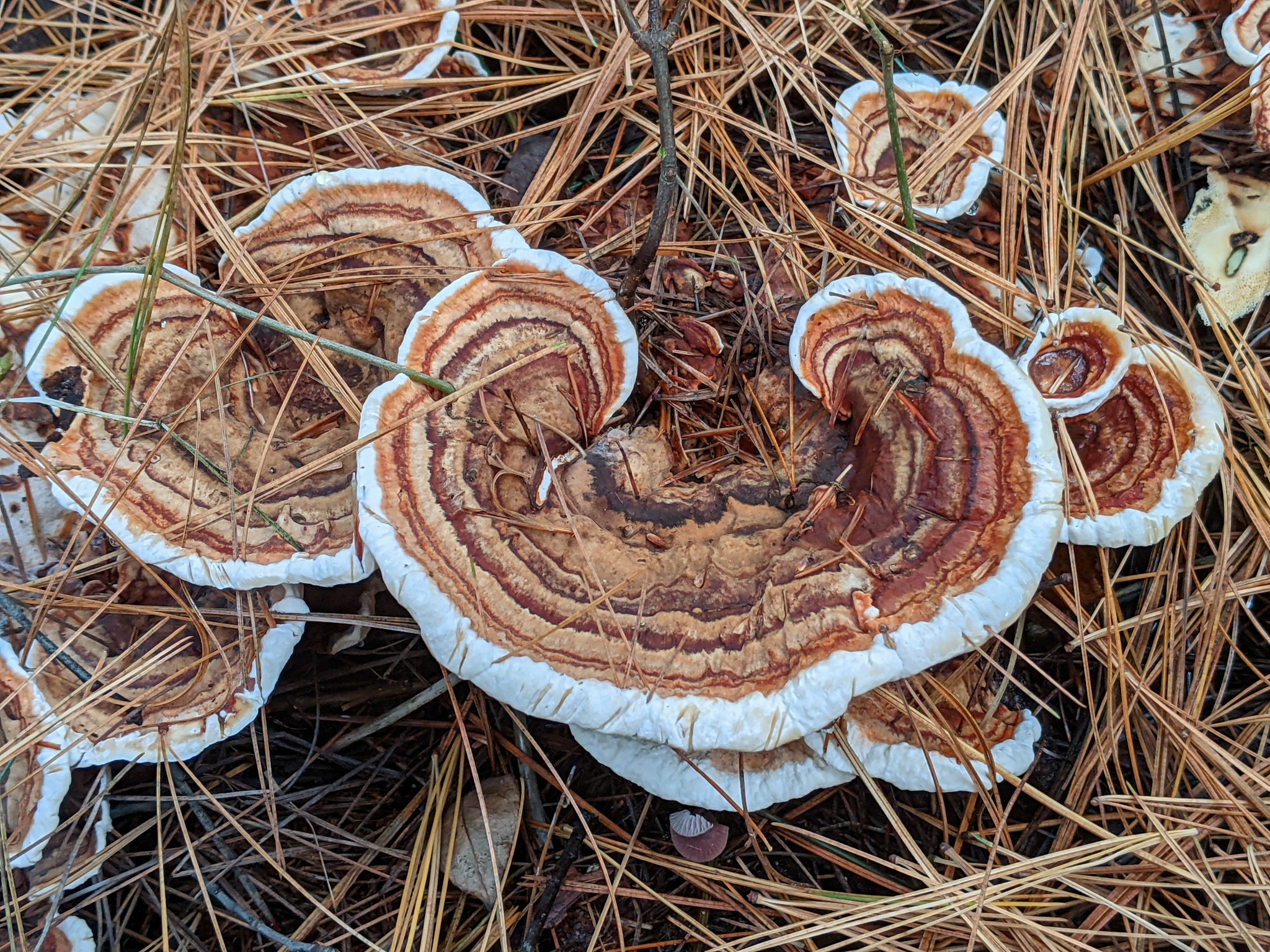 Heterobasidion irregulare Garbel. & Otrosina