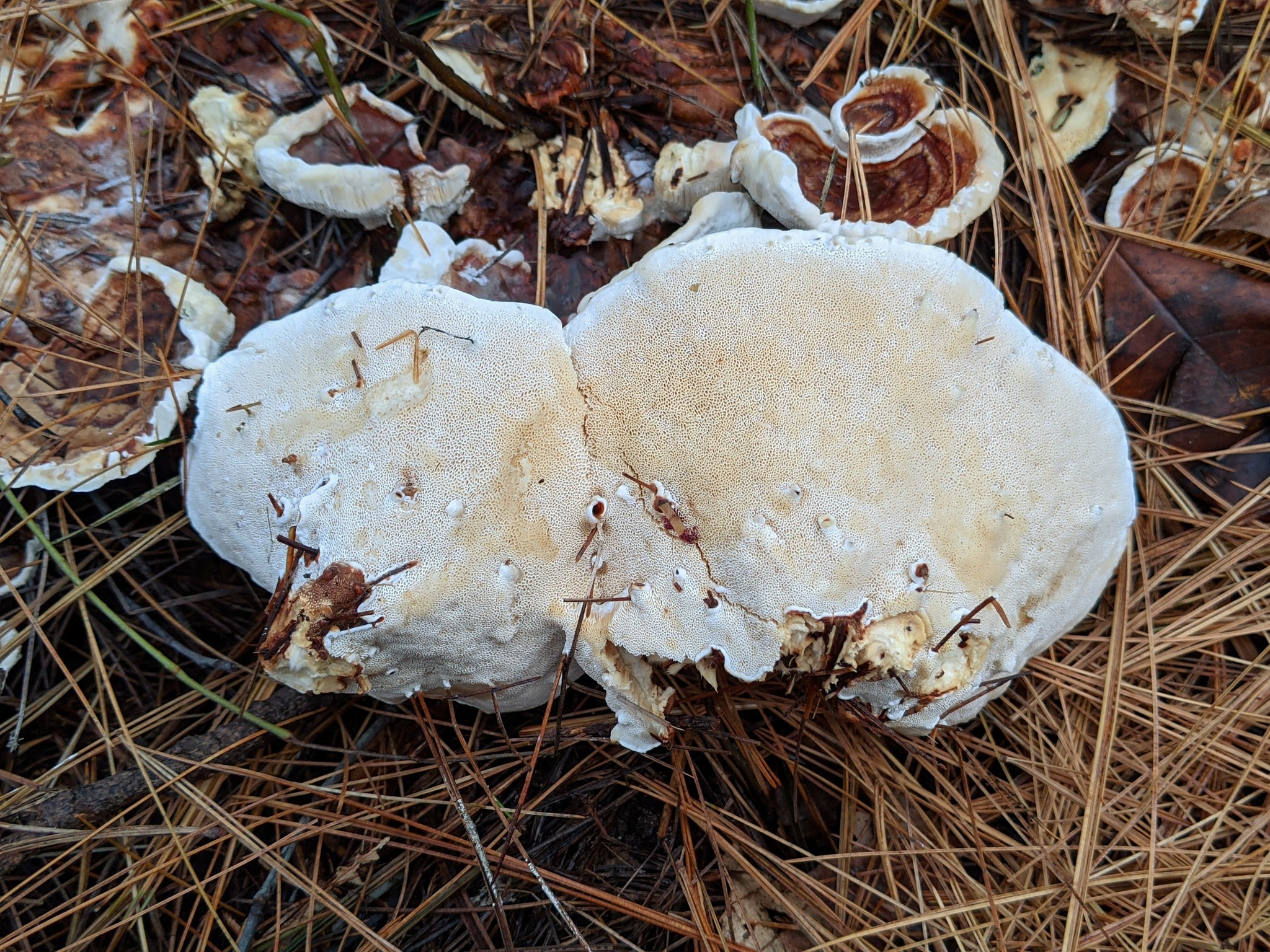 Heterobasidion irregulare Garbel. & Otrosina