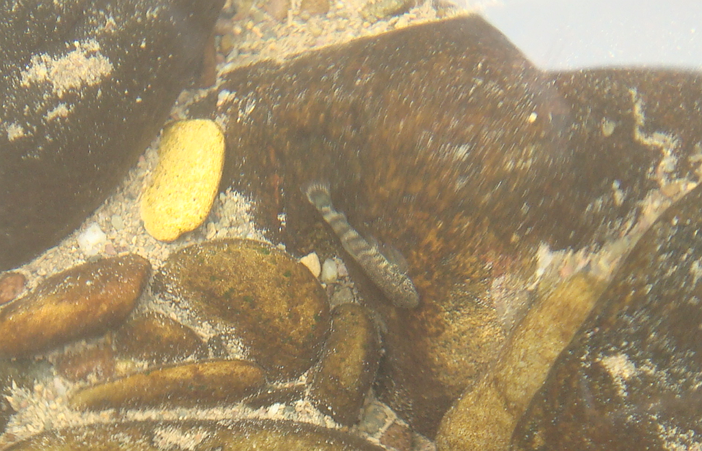 Pseudogastromyzon fangi from 中国湖南省永州市江永县 on August 7, 2015 at 09:34 AM ...