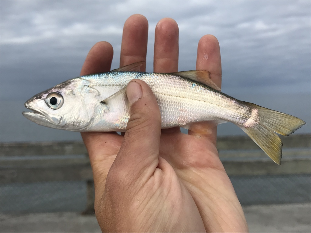 Queenfish (Seriphus politus) - Marine Life Identification