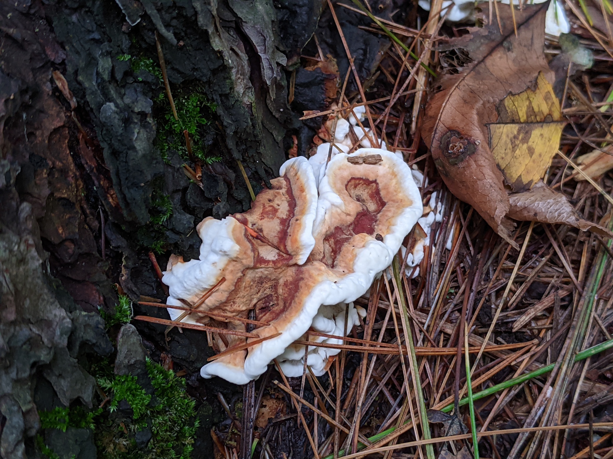 Heterobasidion irregulare Garbel. & Otrosina