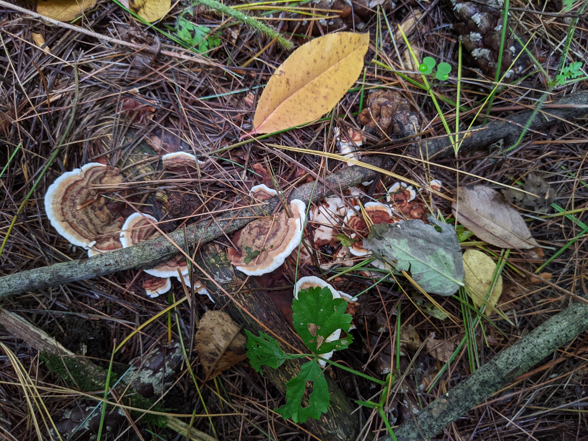 Heterobasidion irregulare Garbel. & Otrosina