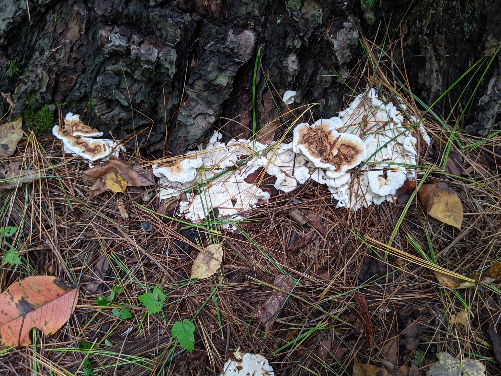 Heterobasidion irregulare Garbel. & Otrosina