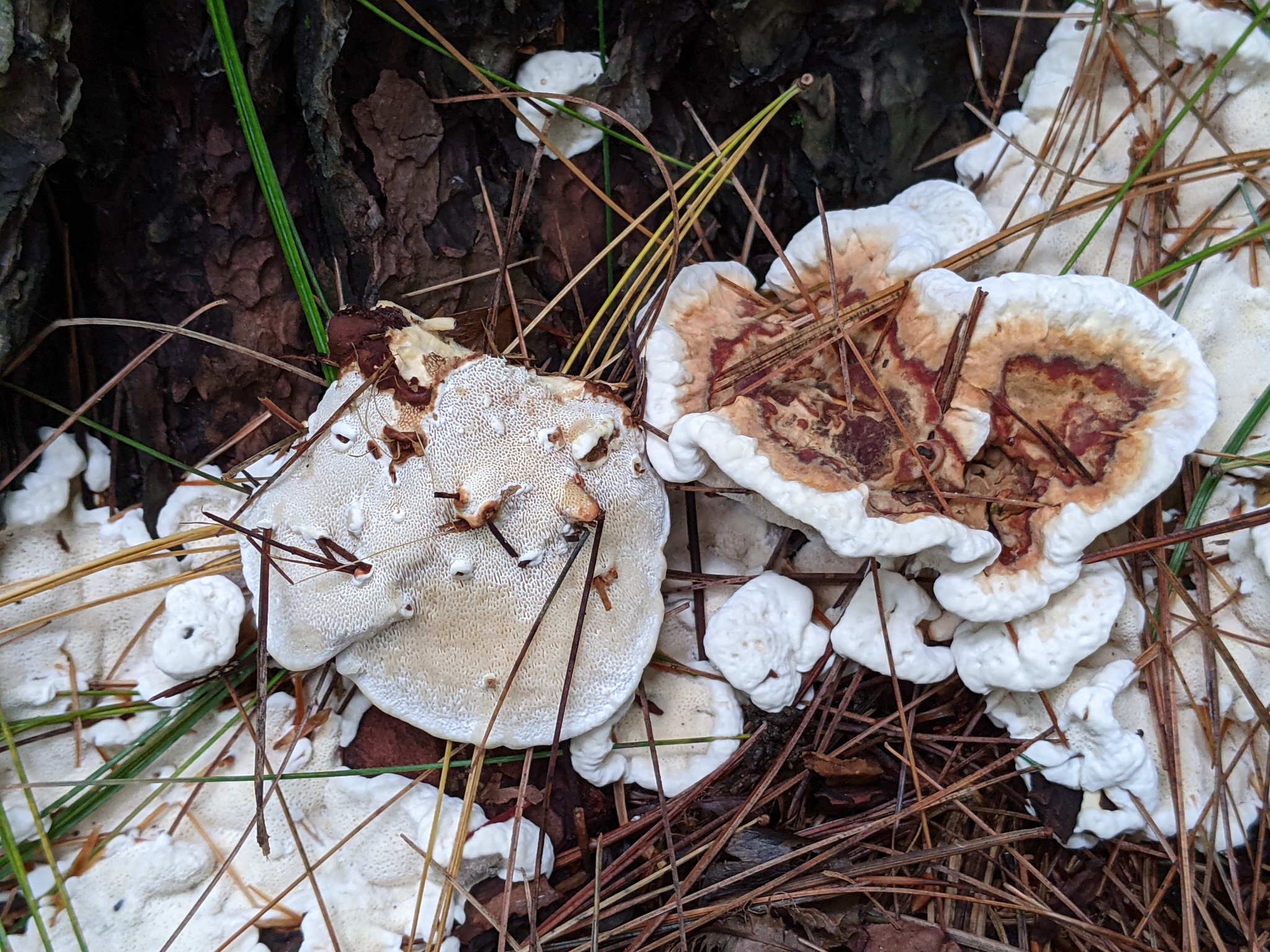 Heterobasidion irregulare Garbel. & Otrosina