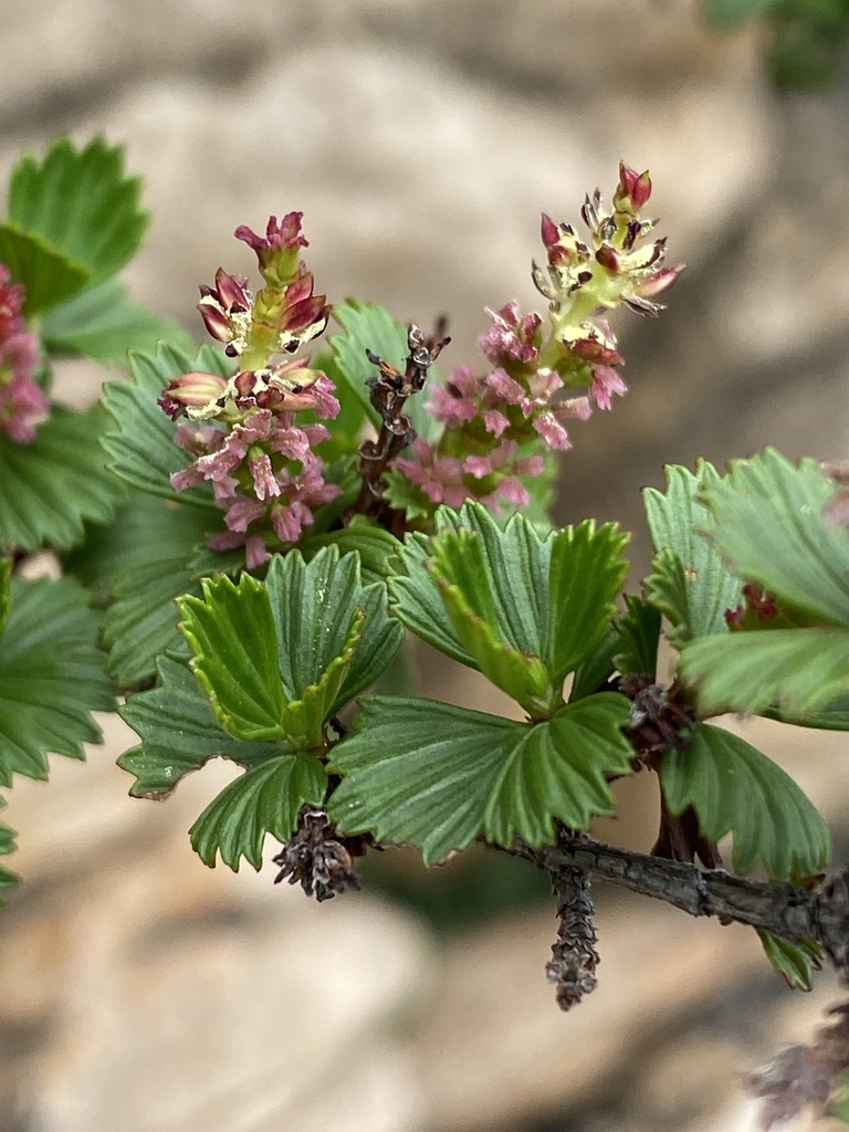 Resurrection Plant (Myrothamnus flabellifolius) - Botanical Realm