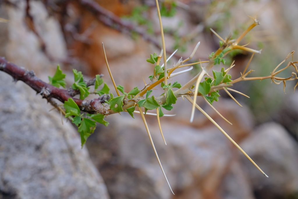 Pelargonium spinosum in February 2022 by Nick Helme · iNaturalist