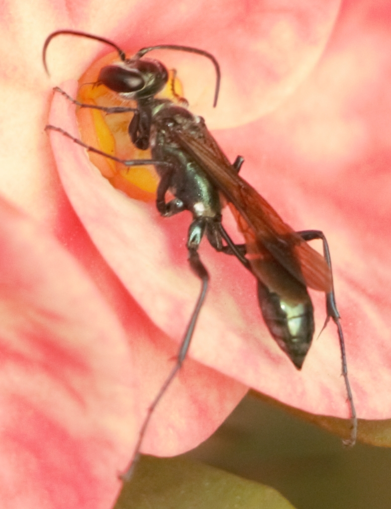 Oriental Mud-dauber Wasp from Maduravoyal, Chennai, Tamil Nadu, India ...