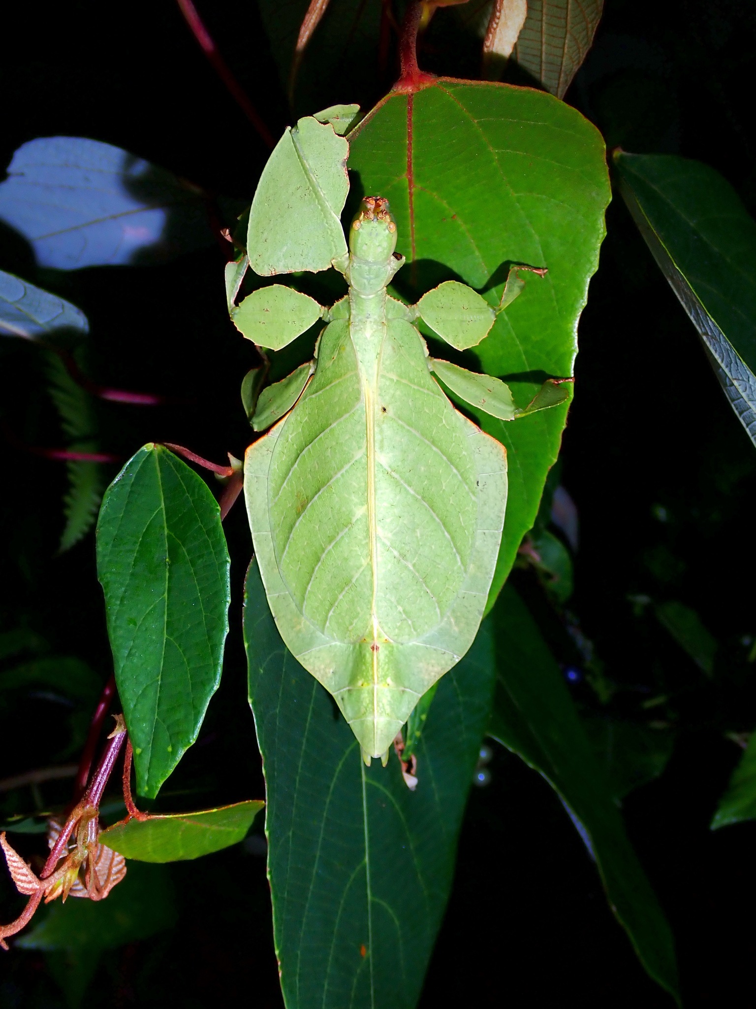 Phylliidae