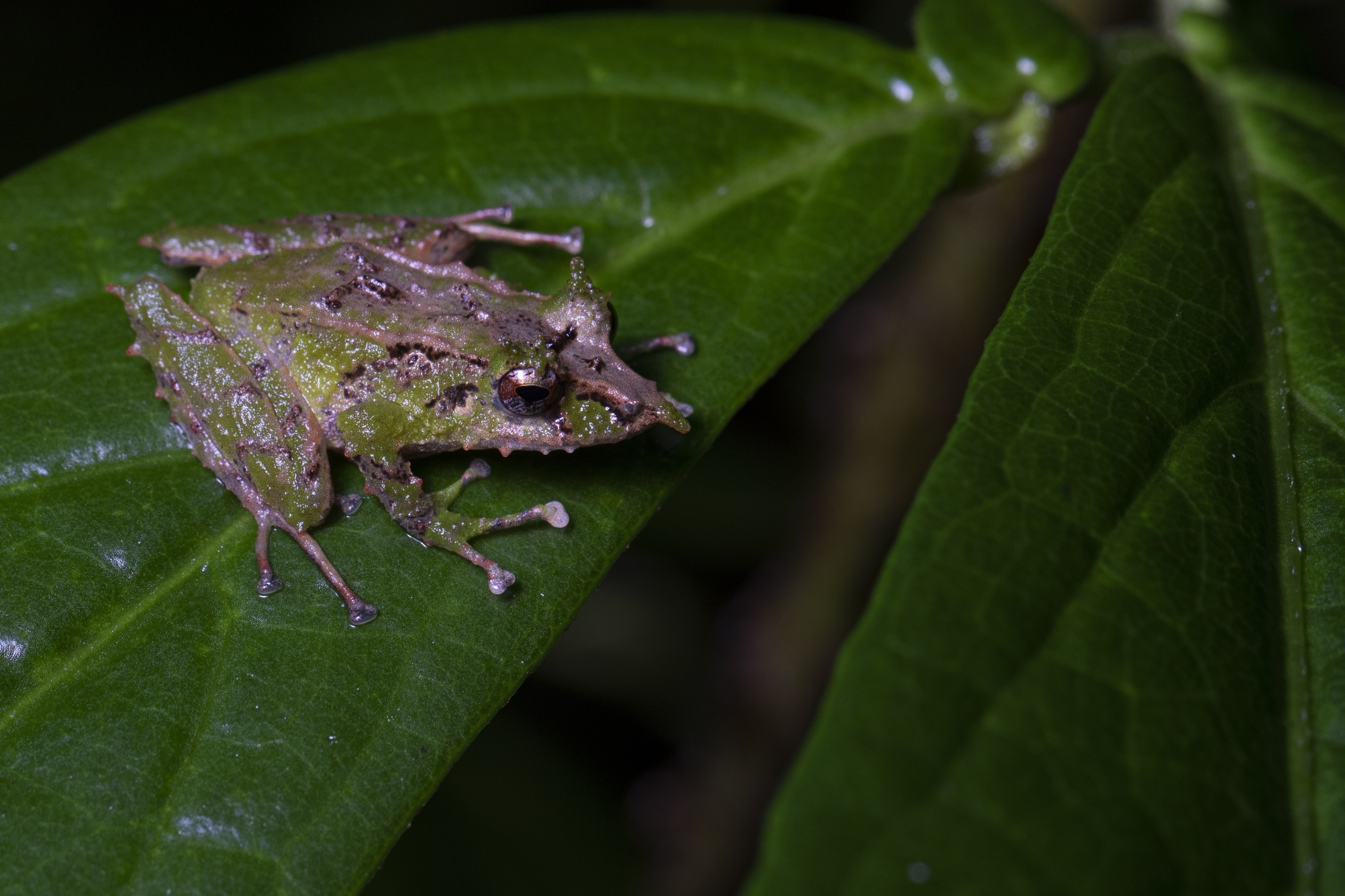 Pristimantis appendiculatus (Werner, 1894)