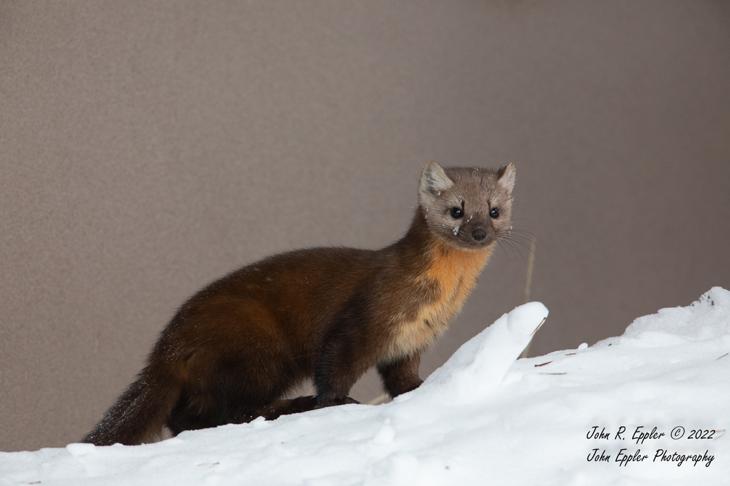 Pacific Marten in January 2022 by John Eppler. Pacific Marten (Pine ...