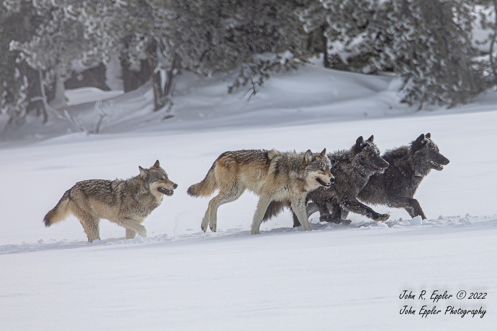 Gray Wolf (Canis lupus) - Know Your Mammals