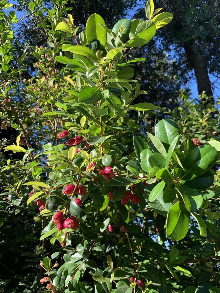 scrub cherry from Mereenbosch, WC, ZA on February 11, 2022 at 05:24 PM ...