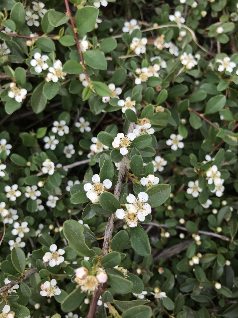 Cotoneasters from 143 00 Prague, Prague, Prague, CZ on May 13, 2018 at ...