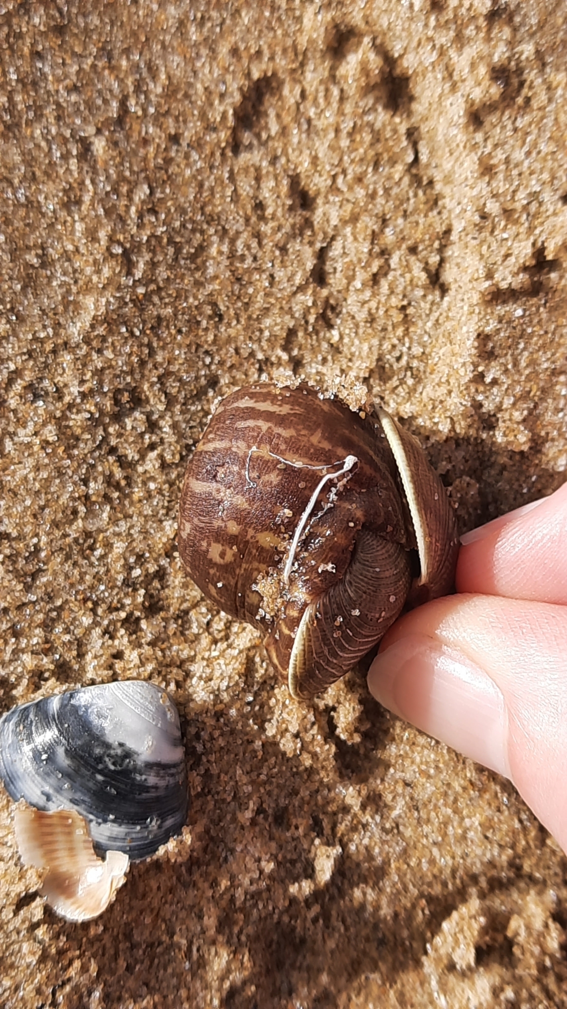 Calliactis Verrill, 1869