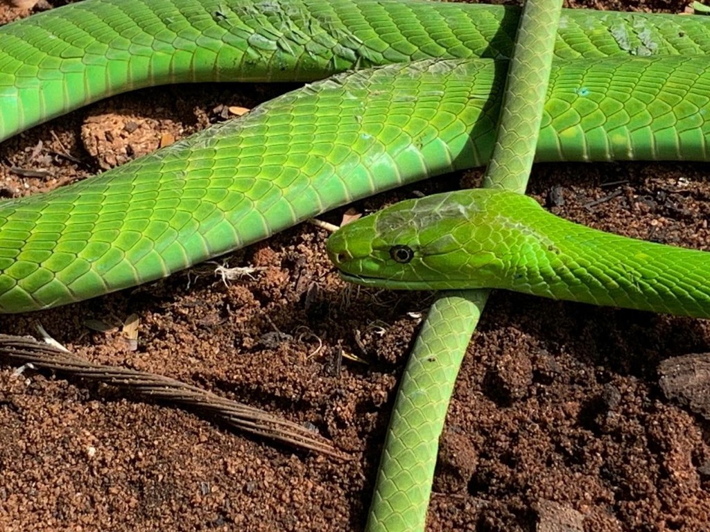 Eastern Green Mamba from Kigato, Matuga on May 02, 2020 at 10:52 AM by ...