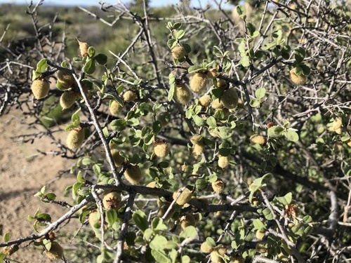 mojave desert plum (Prunus eremophila) · iNaturalist