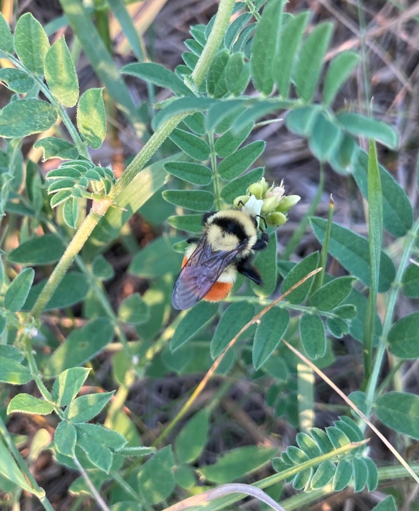 Hunt's Bumble Bee from Northeast Calgary, Calgary, AB, Canada on July ...