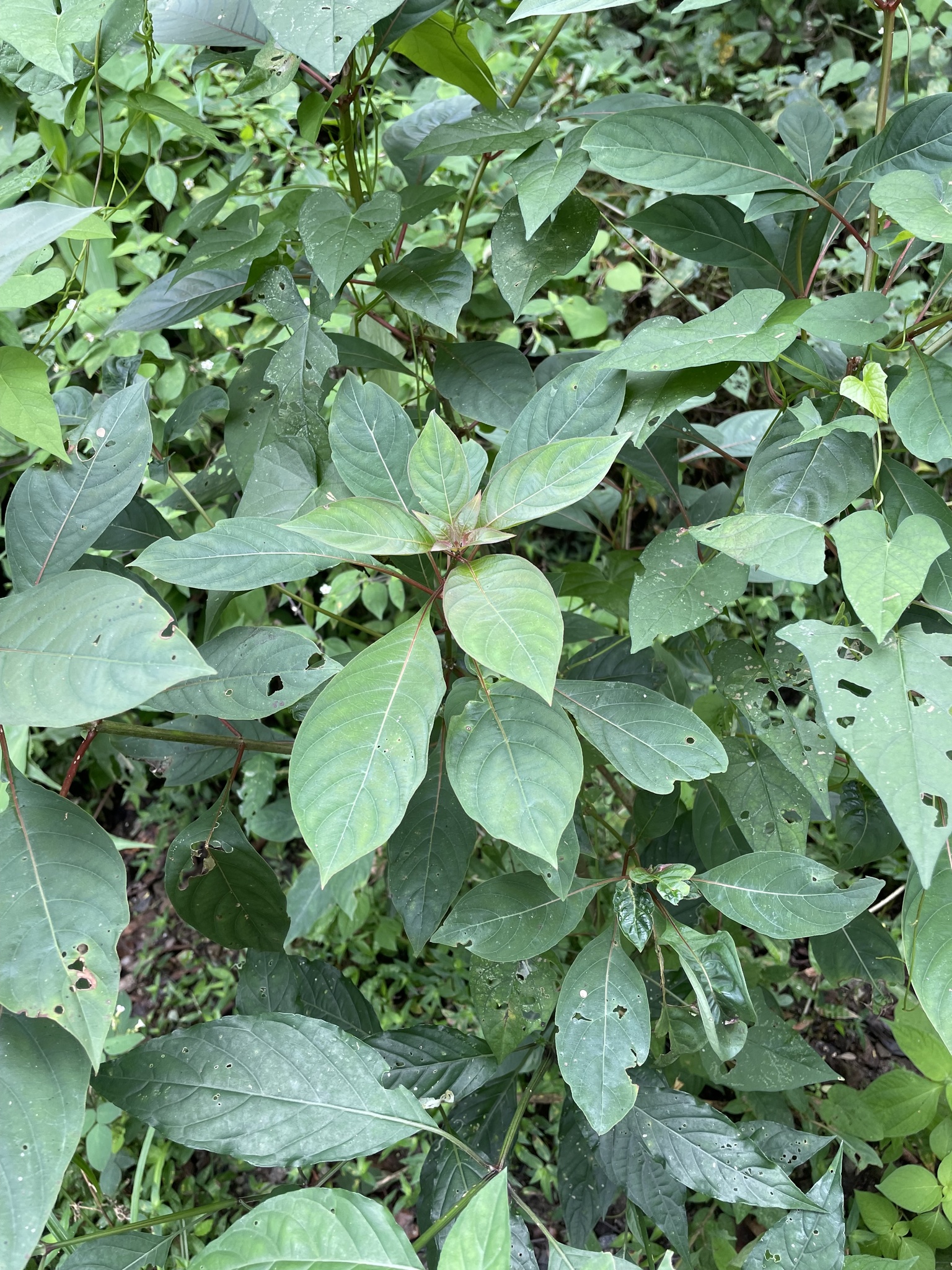 Justicia secunda Vahl