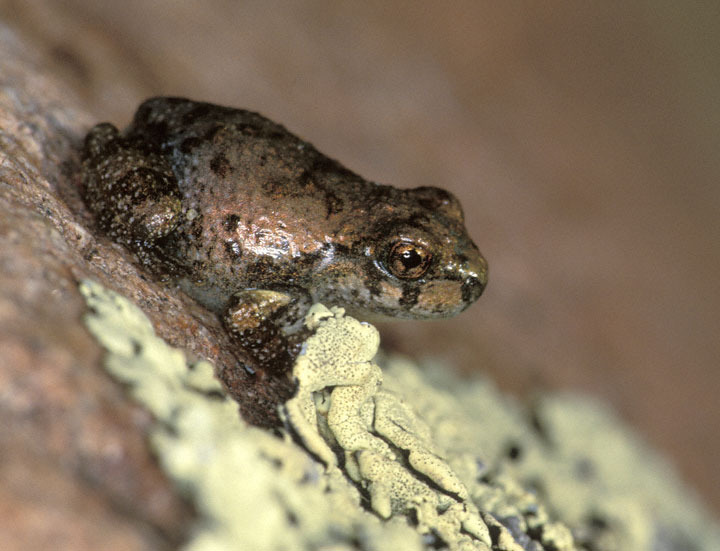 Canyon Tree Frog from Davis Mountains Preserve on September 11, 2001 by ...