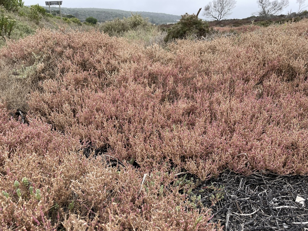 Tired Glasswort from Still Bay East, Still Bay, 6674, South Africa on ...