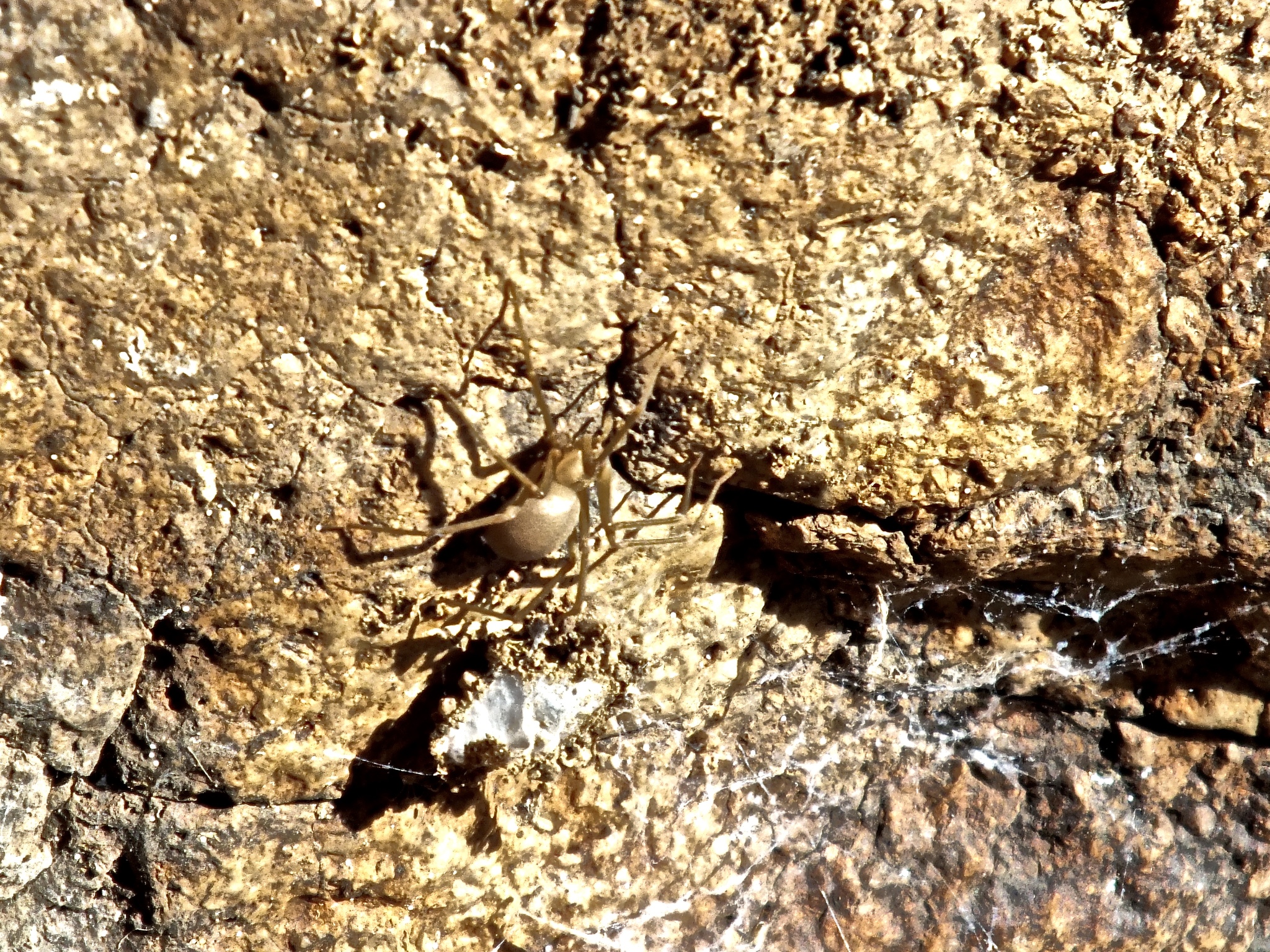 Loxosceles apachea Gertsch & Ennik, 1983