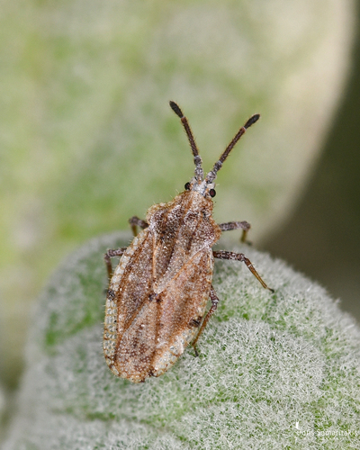 Tingis hellenica · iNaturalist Panamá