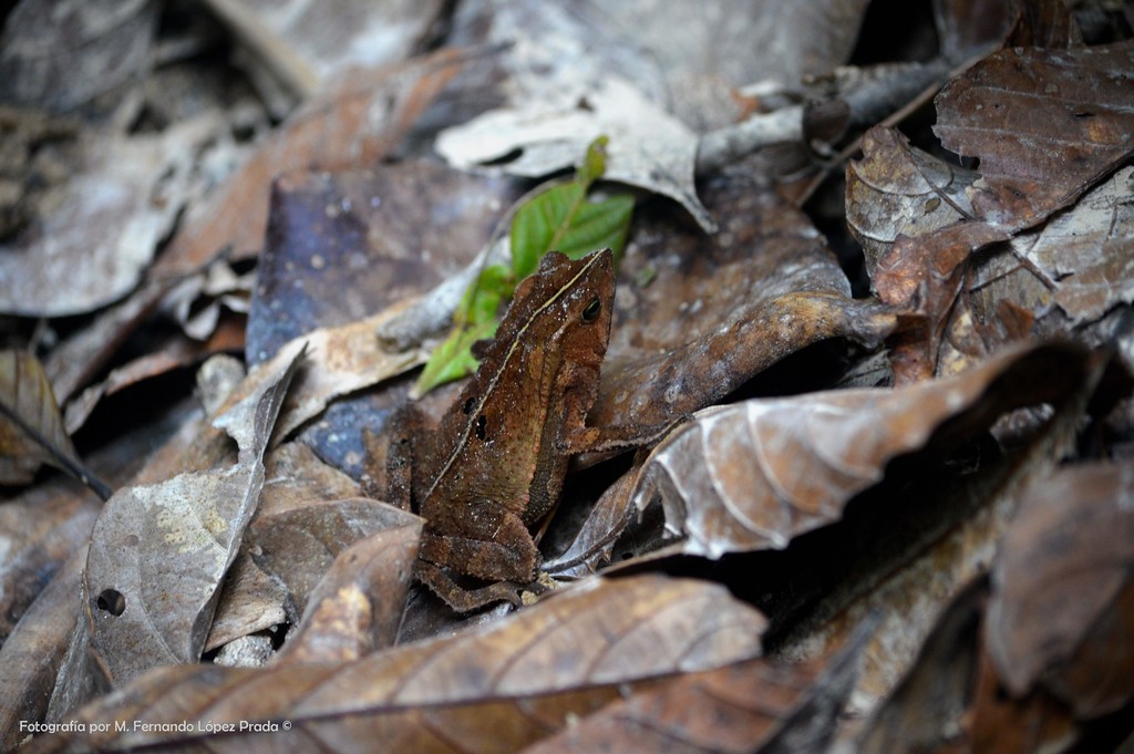 Beaked Toads from Colombia on December 27, 2015 by manuelfernando ...