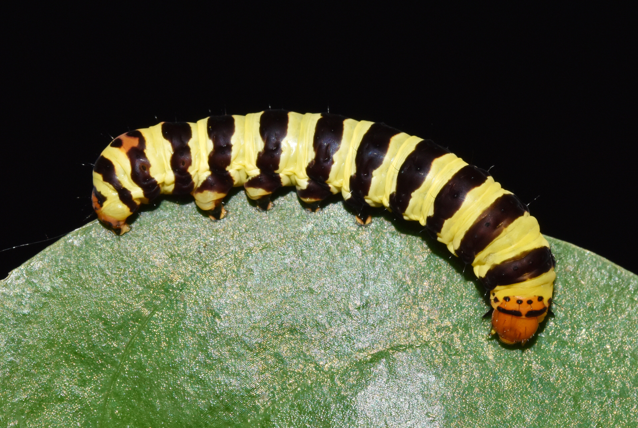 Diaphone eumela Stoll, 1781