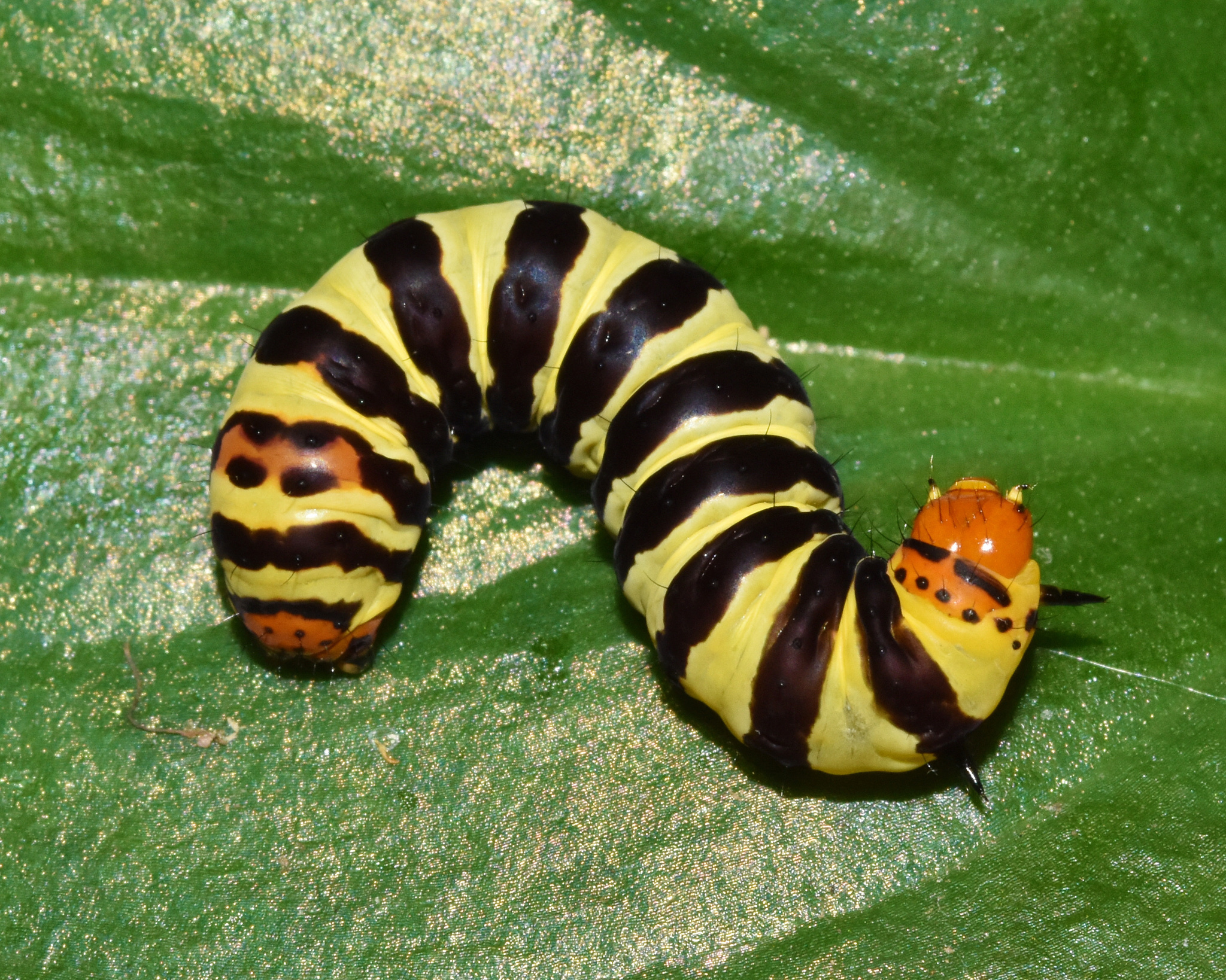 Diaphone eumela Stoll, 1781