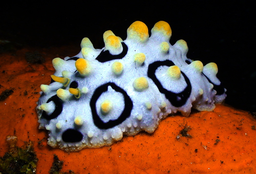Phyllidia babai Brunckhorst, 1993