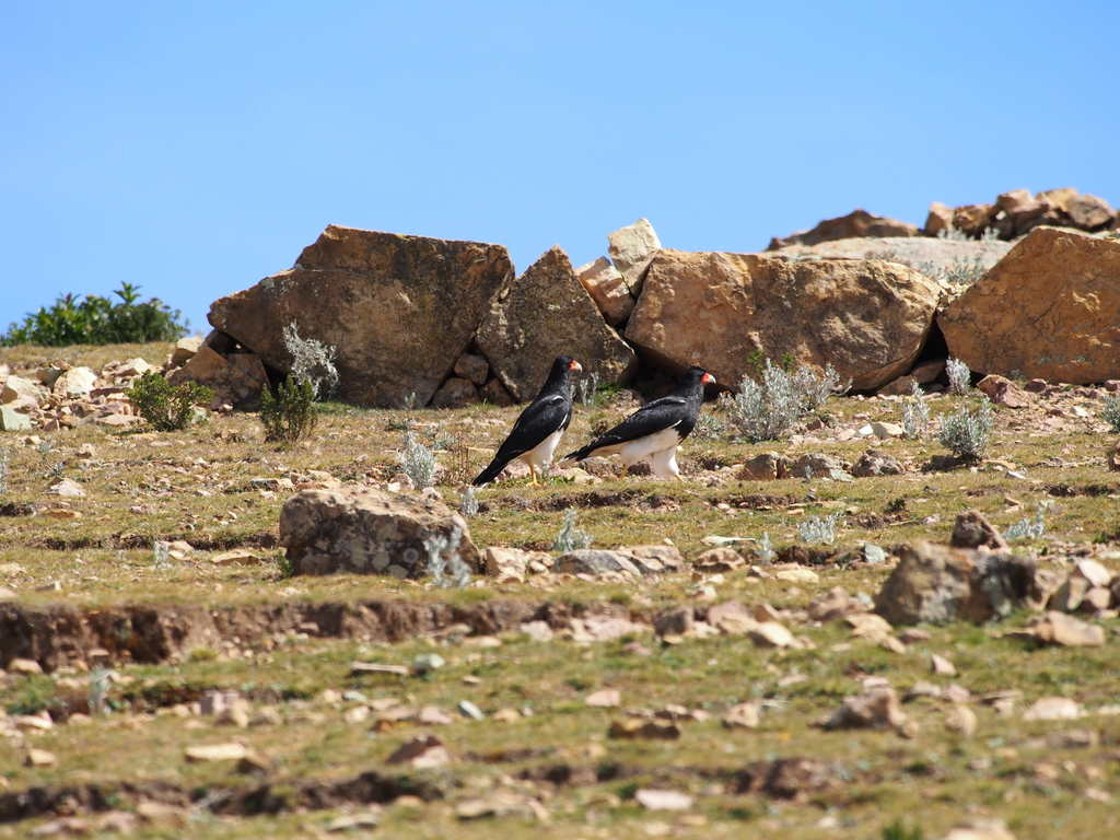 Mountain Caracara from Manco Kapac, Bolivia on May 17, 2017 at 06:18 PM ...