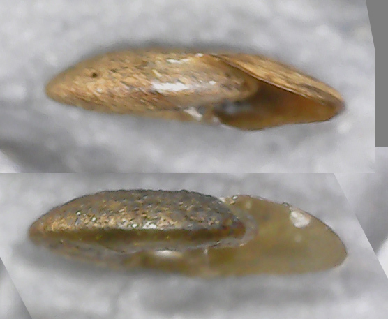 Hippeutis complanatus (Linnaeus, 1758)