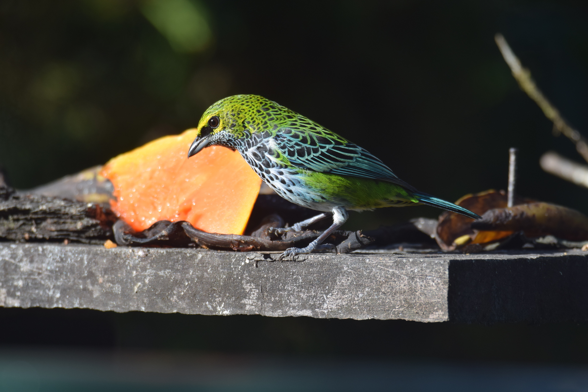 Tangara guttata (Cabanis, 1850)