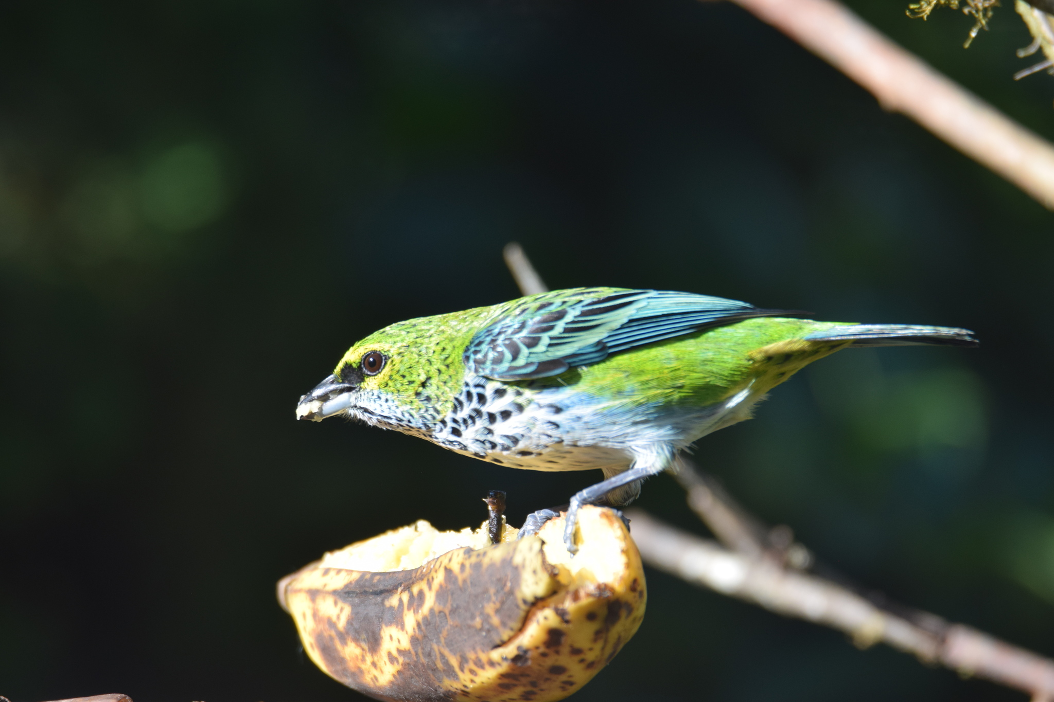 Tangara guttata (Cabanis, 1850)