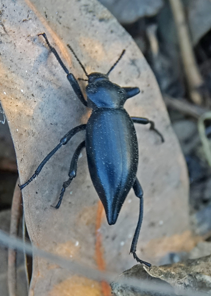 Eleodes acuticauda from Brush Canyon, CA, USA on February 08, 2022 at ...