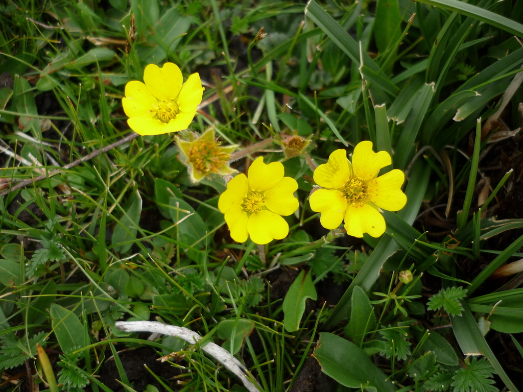 Coluria longifolia from Yajiang W, Litang, Garzê, Sichuan, China on ...