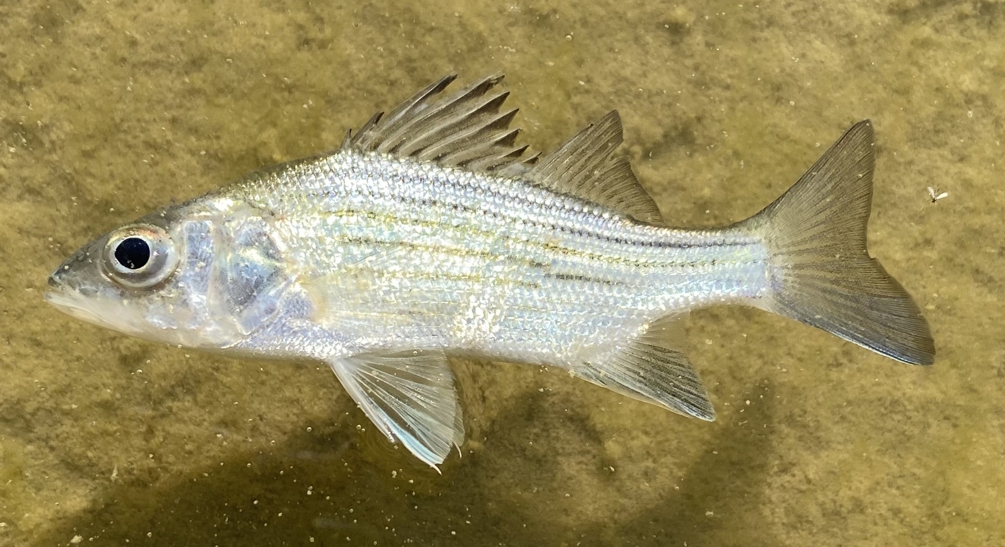 Morone mississippiensis Jordan & Eigenmann, 1887