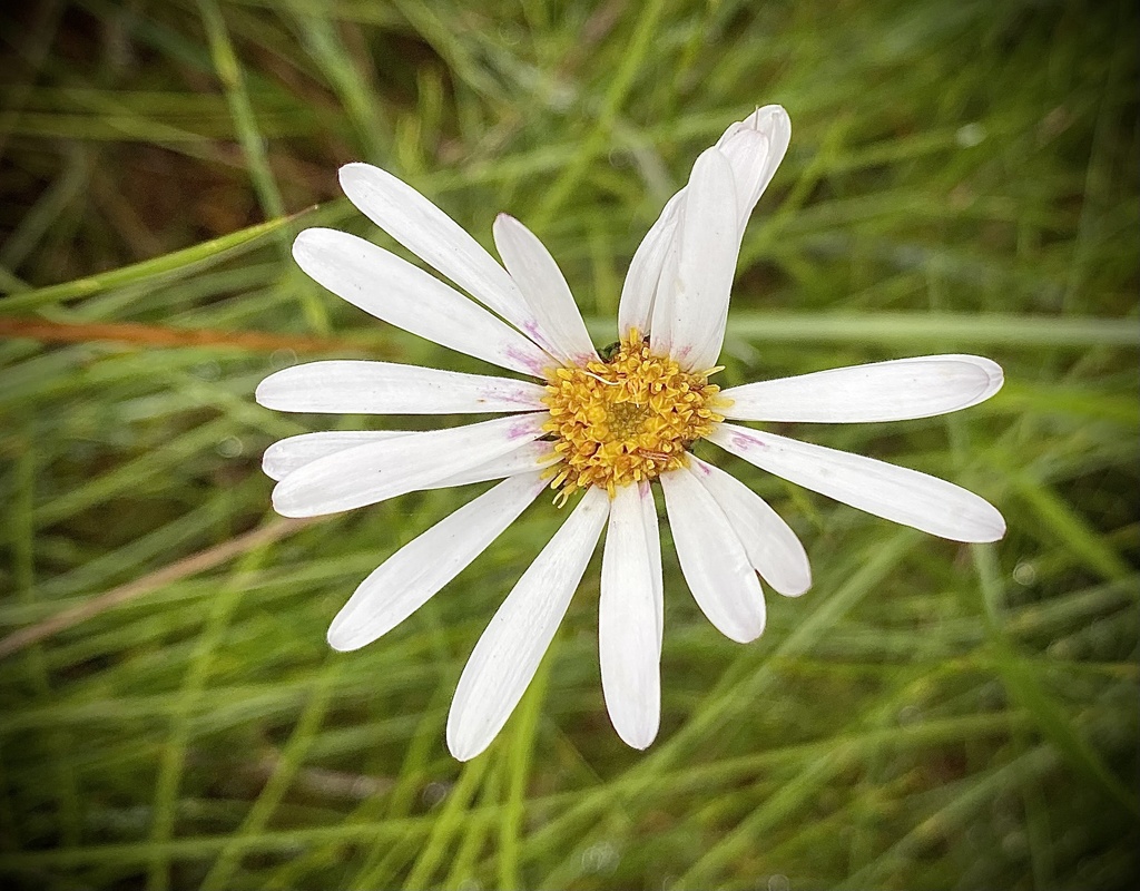 (Celmisia longifolia) - Botanical Realm