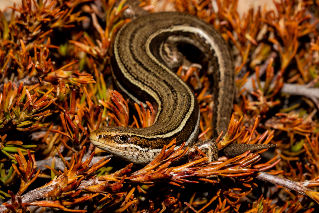 New Zealand skinks from Mount Buster, New Zealand on October 5, 2021 at ...