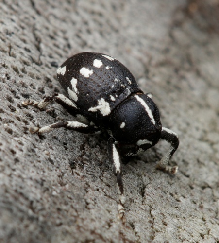 Genus Neodecilaus · iNaturalist