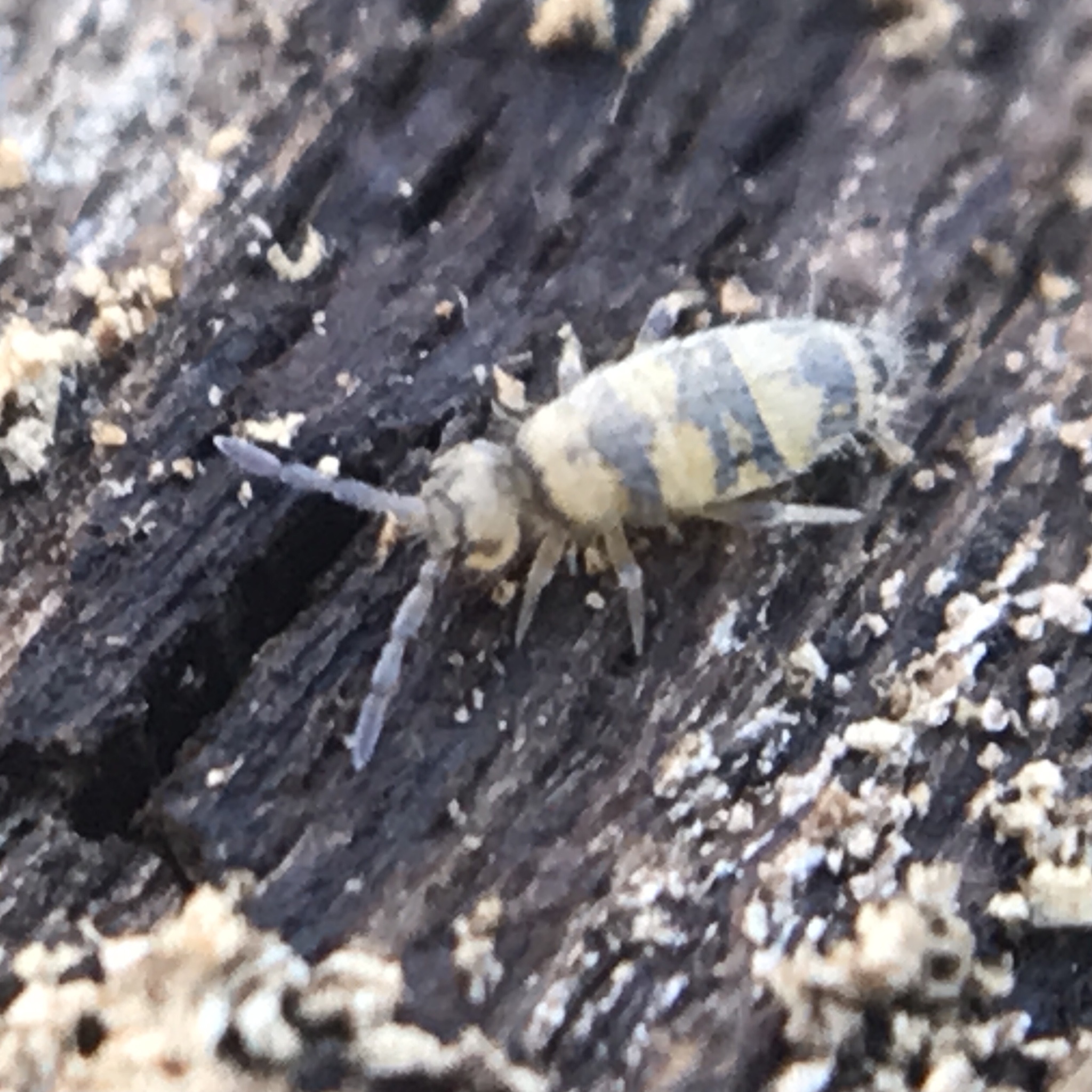 Entomobrya assuta J.W.Folsom, 1924