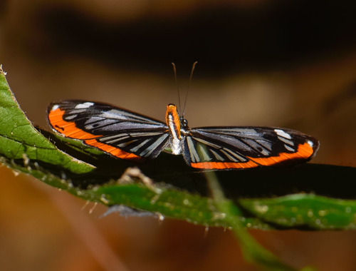 Subspecies Stalachtis phaedusa phaloe · iNaturalist