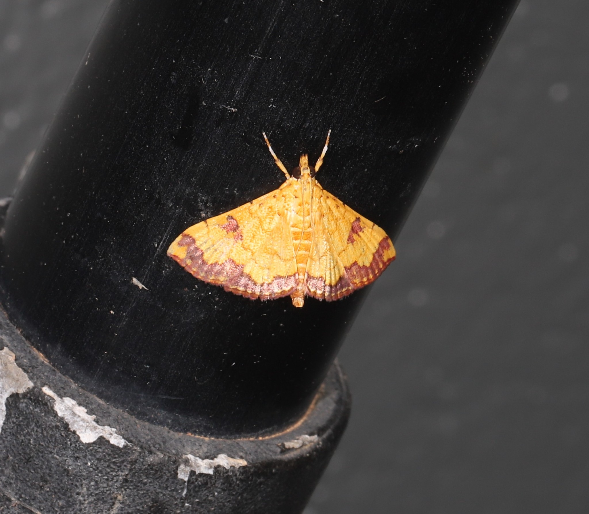 Isocentris filalis Guenée, 1854