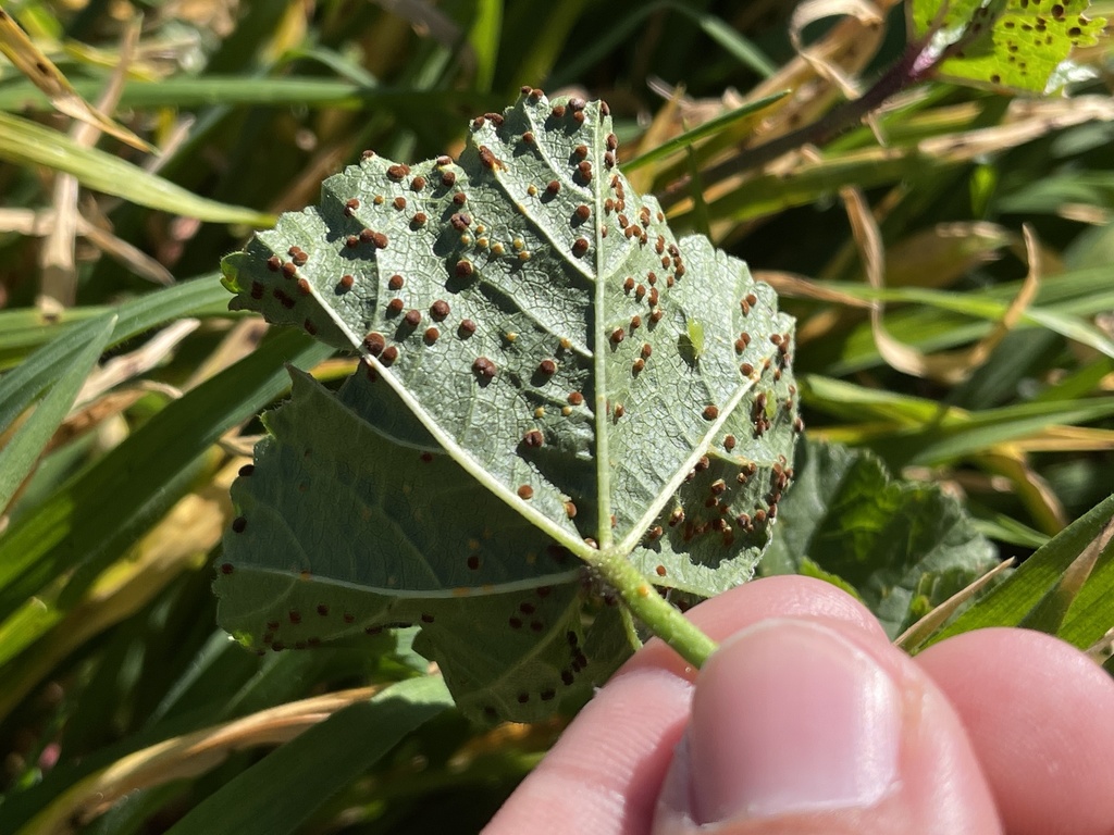 Mallows from Greer Park, Palo Alto, CA, US on February 11, 2022 at 01: ...