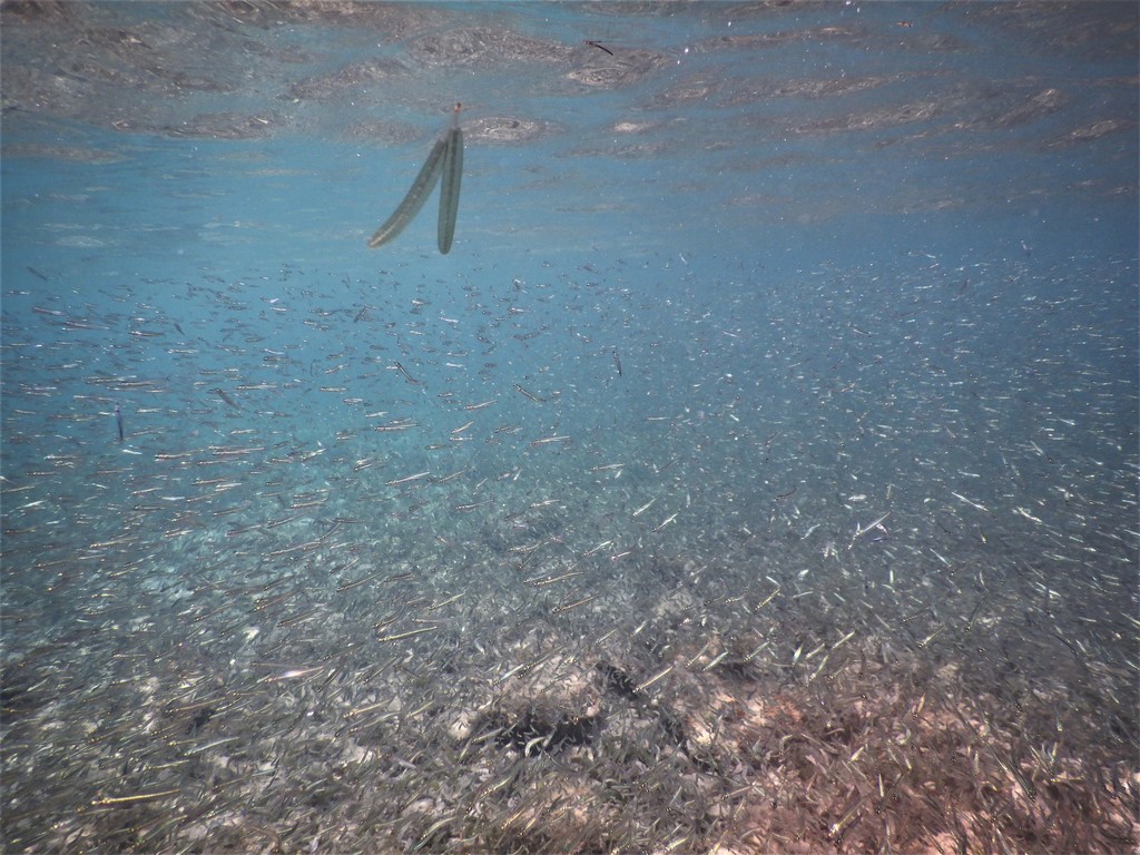 Silversides from Central, St John 00830, USVI on August 07, 2019 at 02: ...