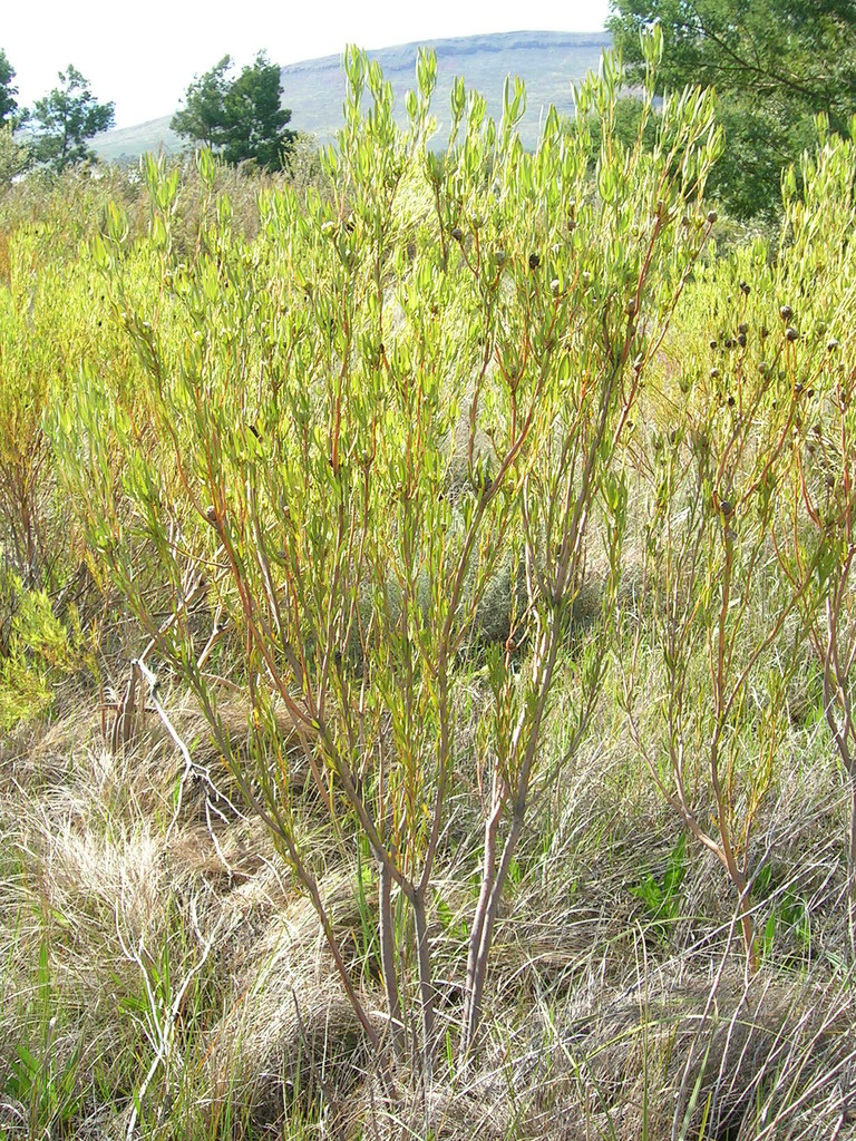 Worcester Conebush from Brandvlei on September 6, 2005 at 11:26 AM by ...
